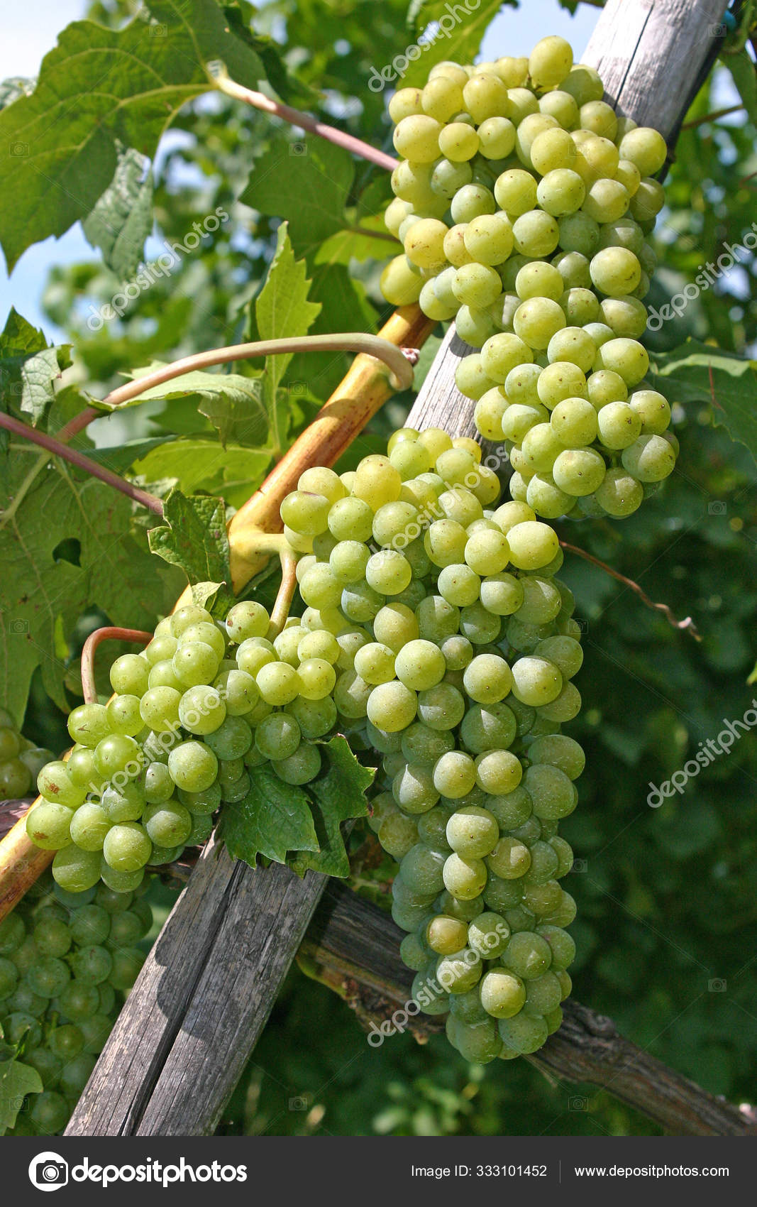 Grapevines Grapes Growing Tree Fruits Tree Flora Stock Photo by ...