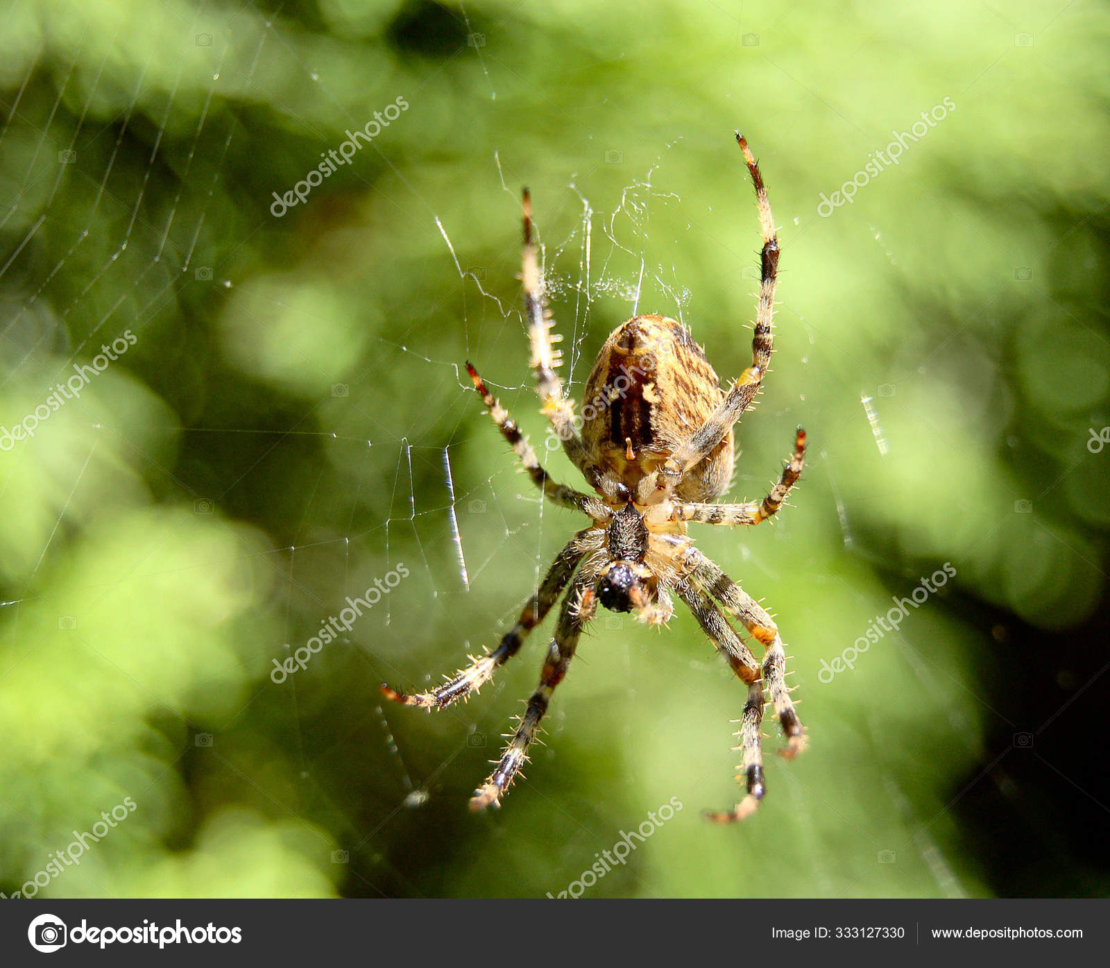Scary Creepy Spider Insect — Stock Photo © PantherMediaSeller #333127330