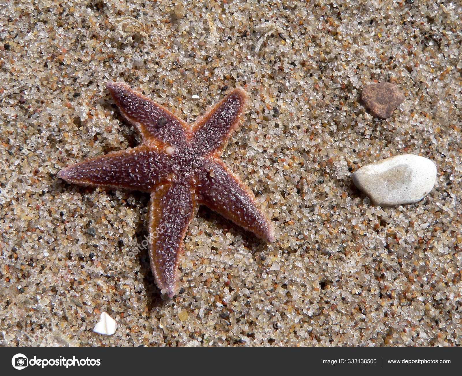 Marine Starfish Aquatic Creature Stock Photo by ©PantherMediaSeller ...