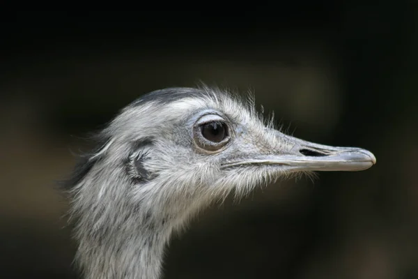 Imagem da ema Stock Photos, Royalty Free Imagem da ema Images ...