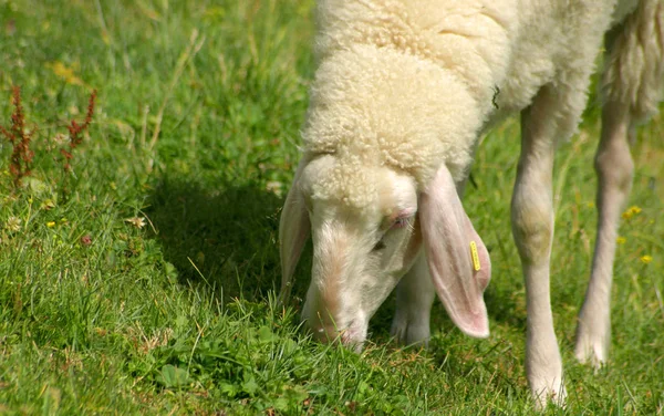 Sheep skeleton Stock Photos, Royalty Free Sheep skeleton Images ...