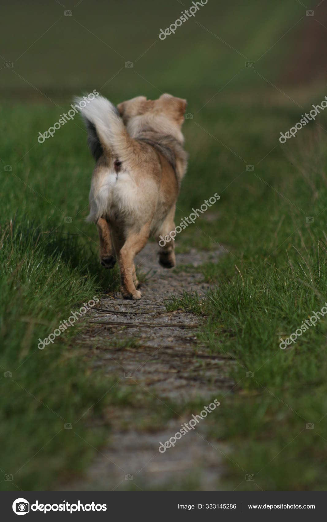 Dog Running Away From Camera
