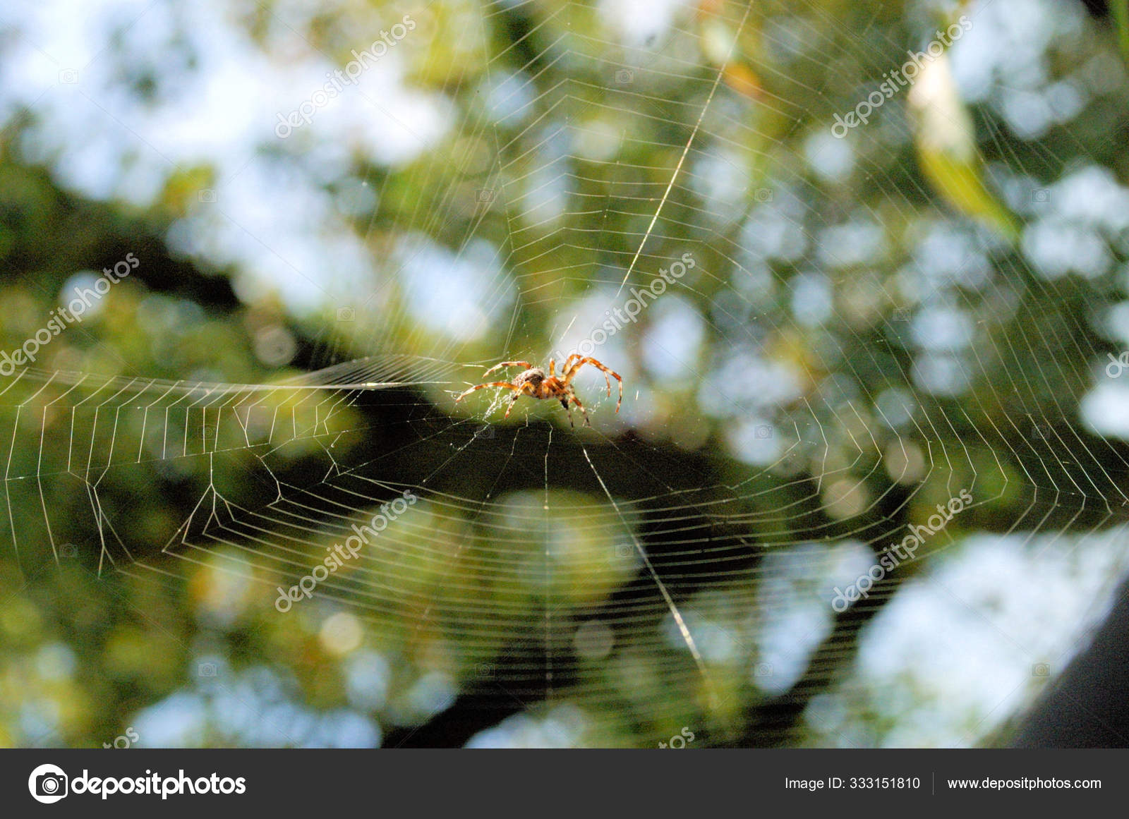 Spider Web Insect Trap — Stock Photo © PantherMediaSeller #333151810