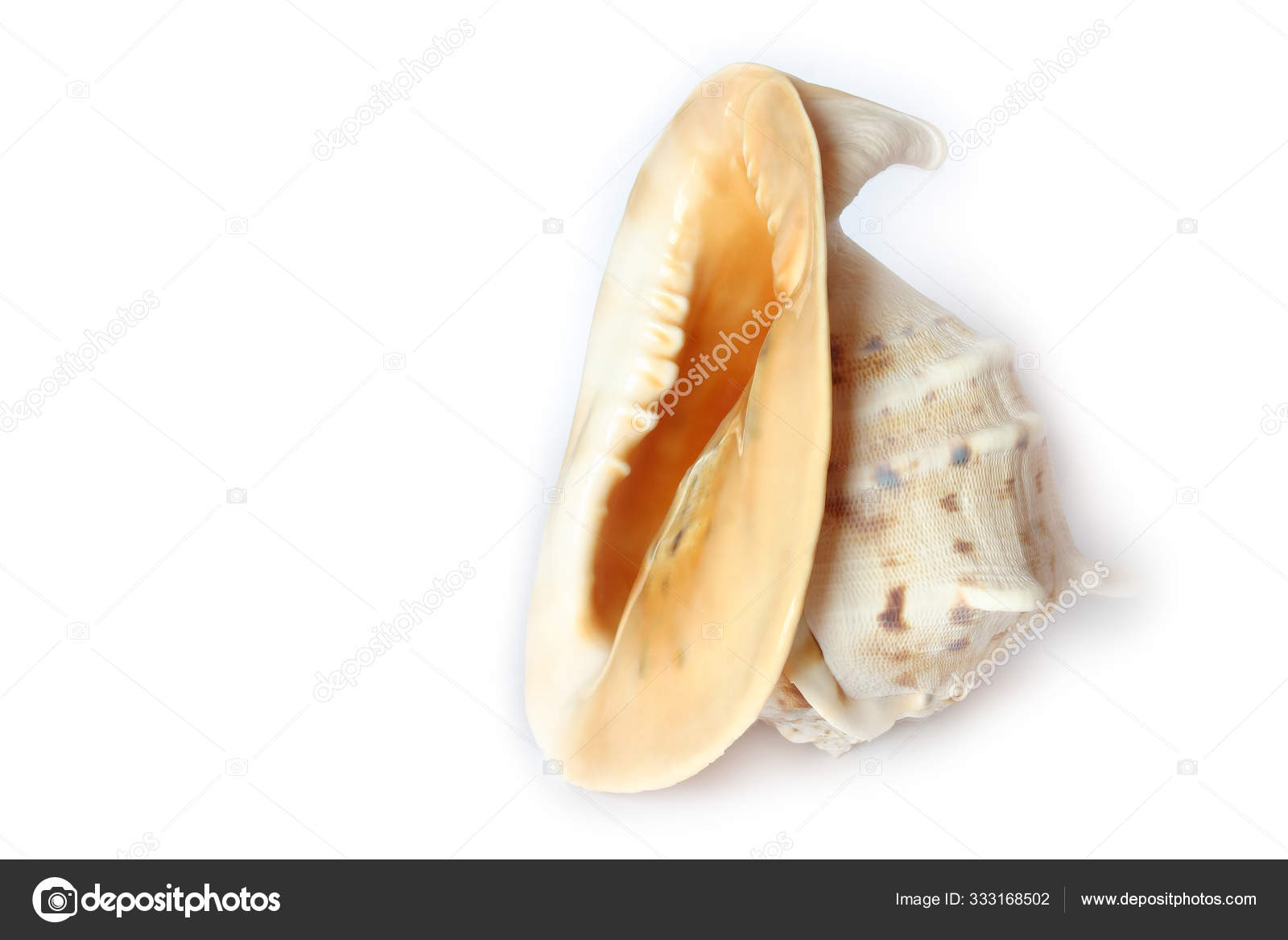 Big Beautiful Seashell Isolated White Background — Stock Photo ...