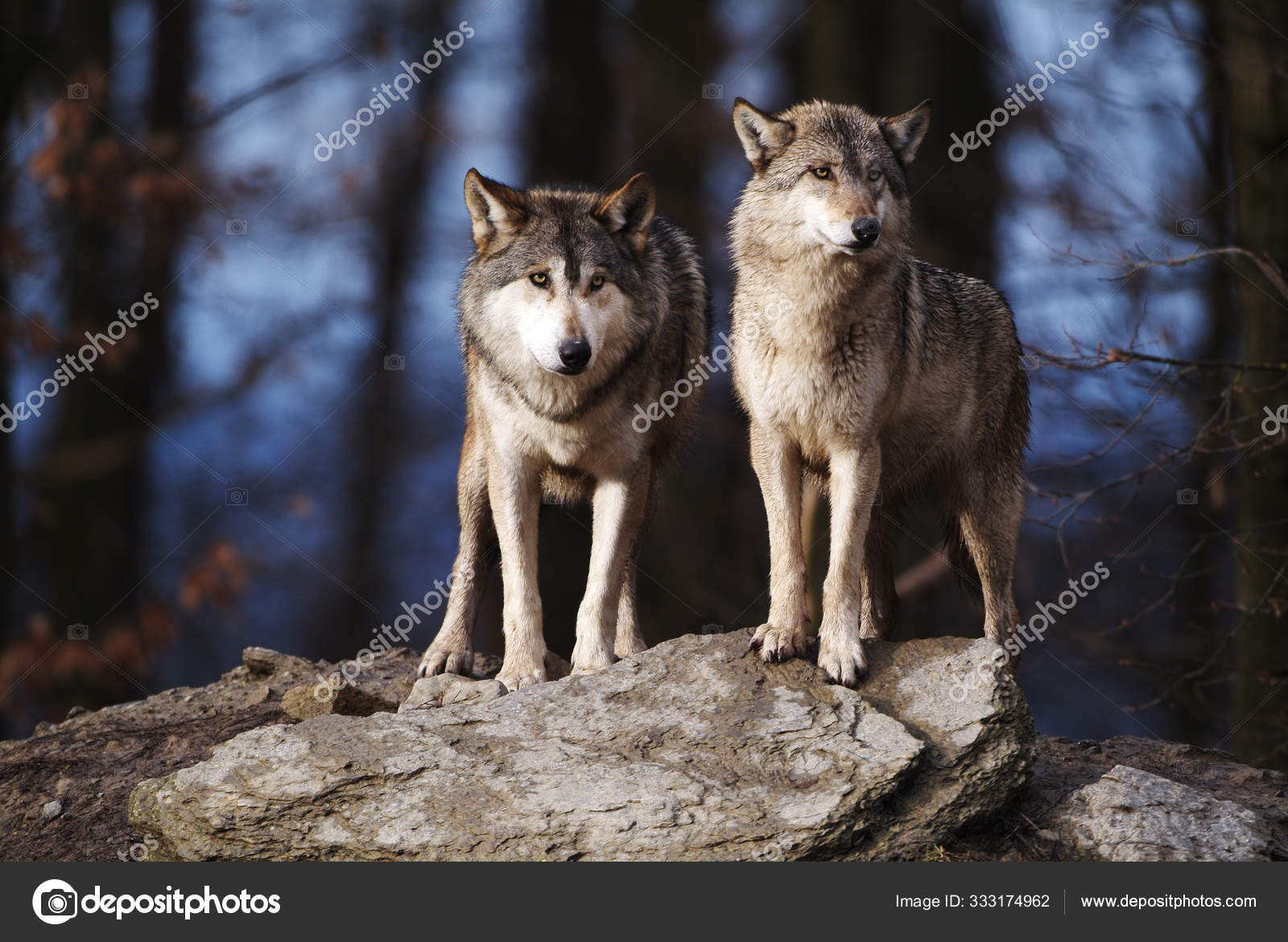 Two Wolves Standing Side Side — Stock Photo © PantherMediaSeller #333174962