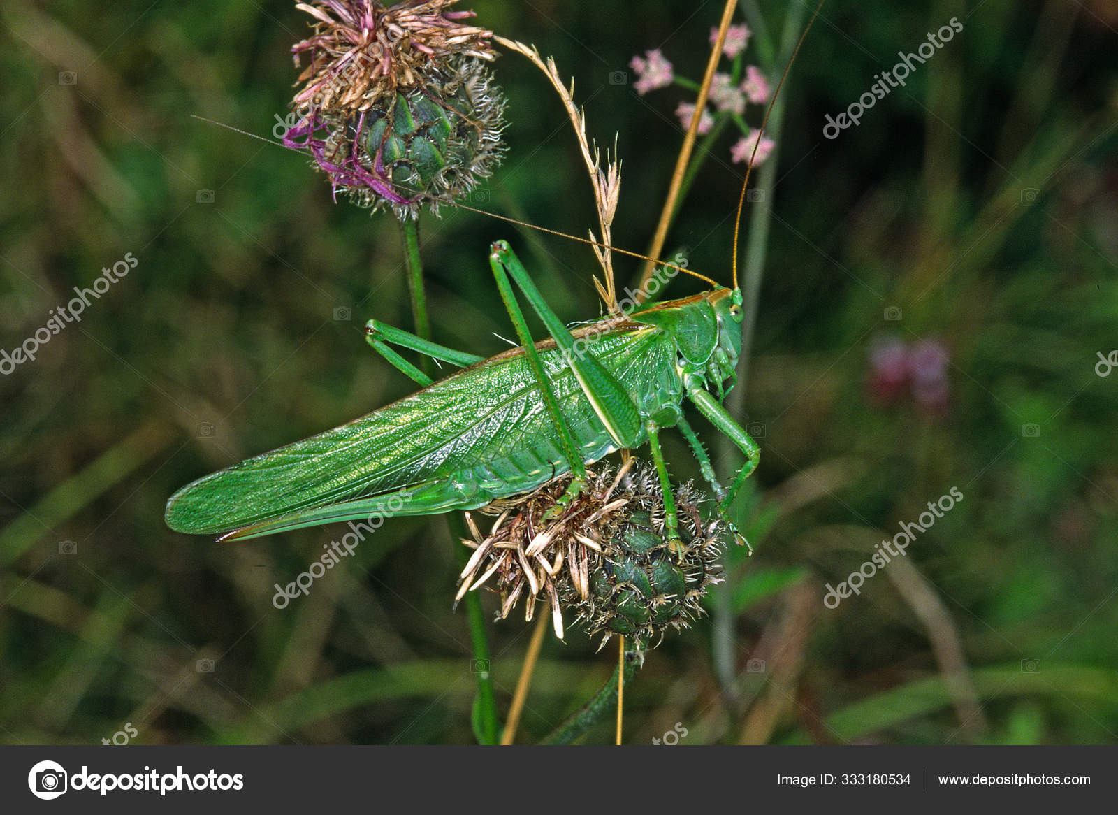 Insect Grasshopper Cricket Bug Stock Photo by ©PantherMediaSeller 333180534