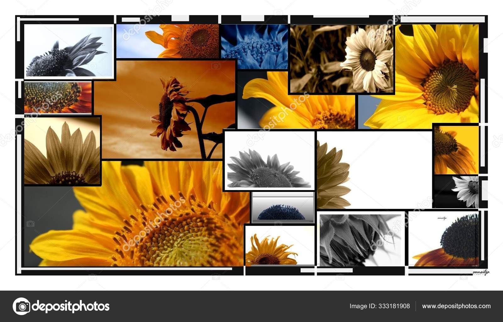 Collage Different Flowers Plants — Stock Photo © PantherMediaSeller ...