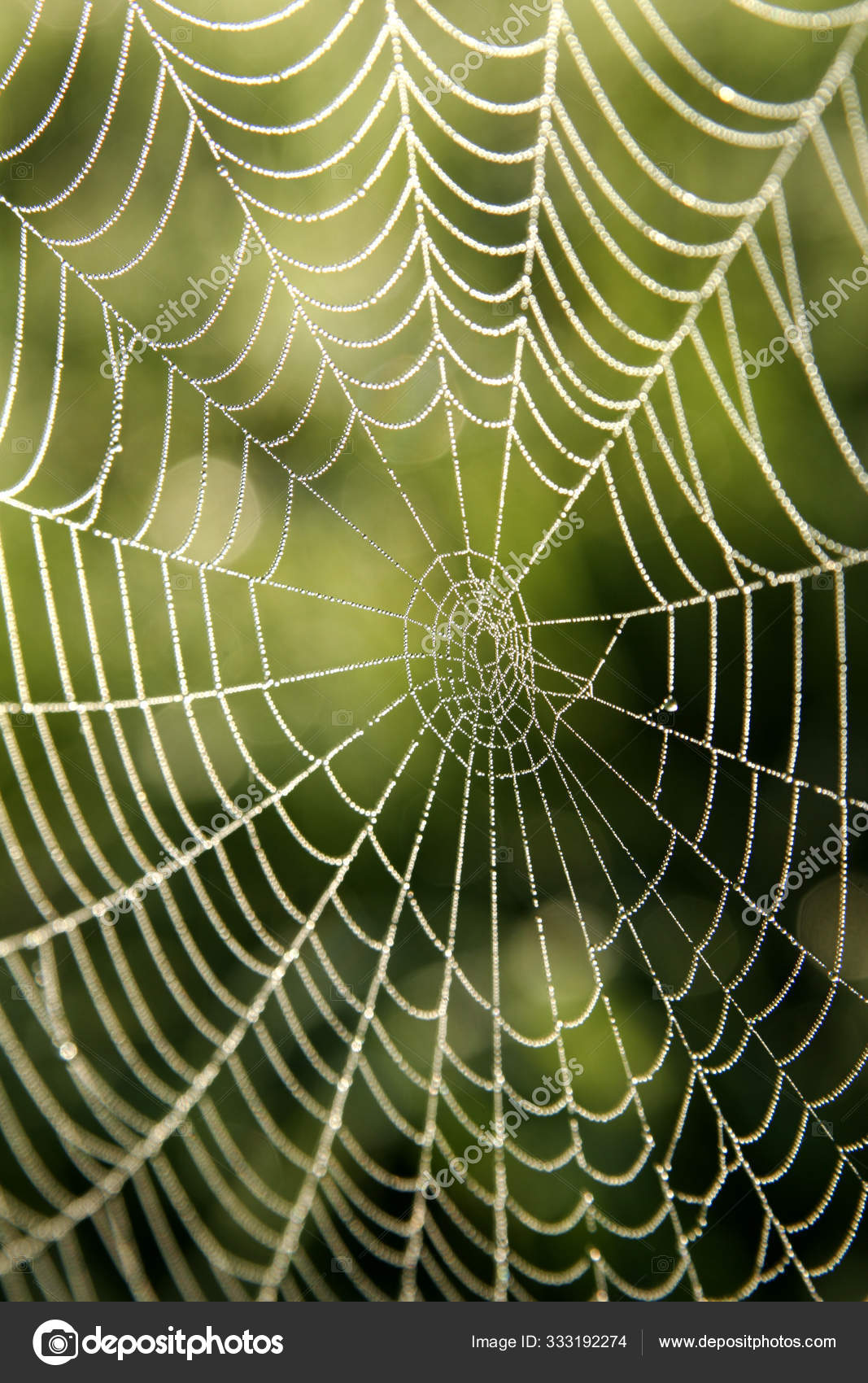Spider Web Trap Insects Stock Photo by ©PantherMediaSeller 333192274