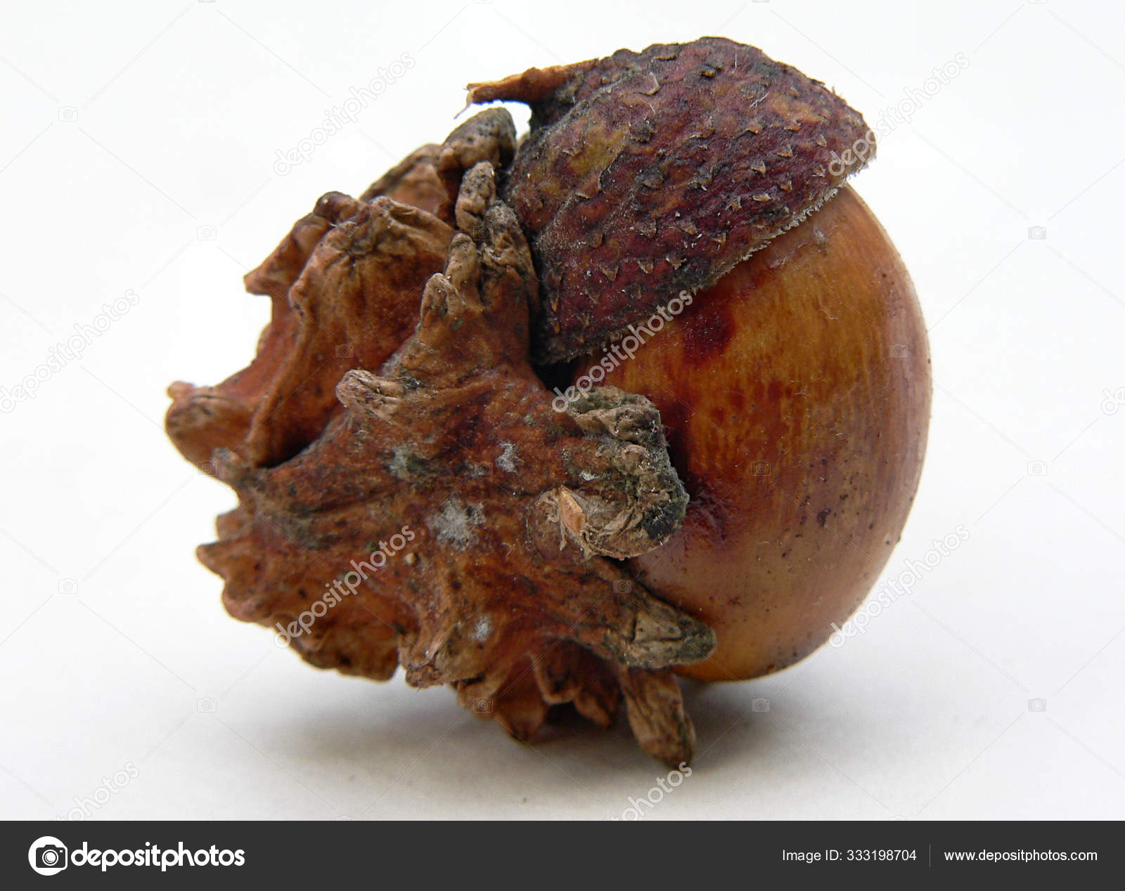 Acorn Strange Deformity What Mushroom Cancer All Other Fruits Tree ...