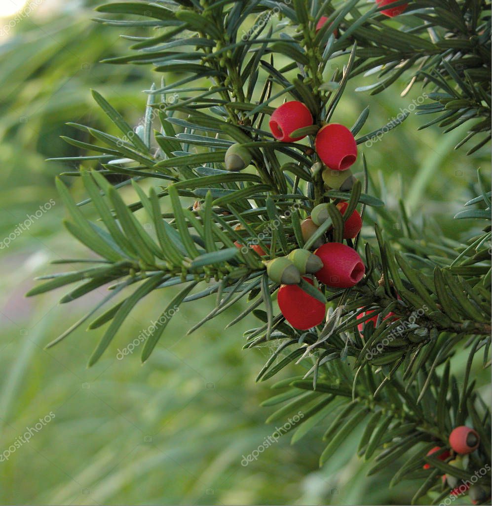 eiben fruit (Taxus baccata).\ r\ nthe yew is toxic per se and from a ...
