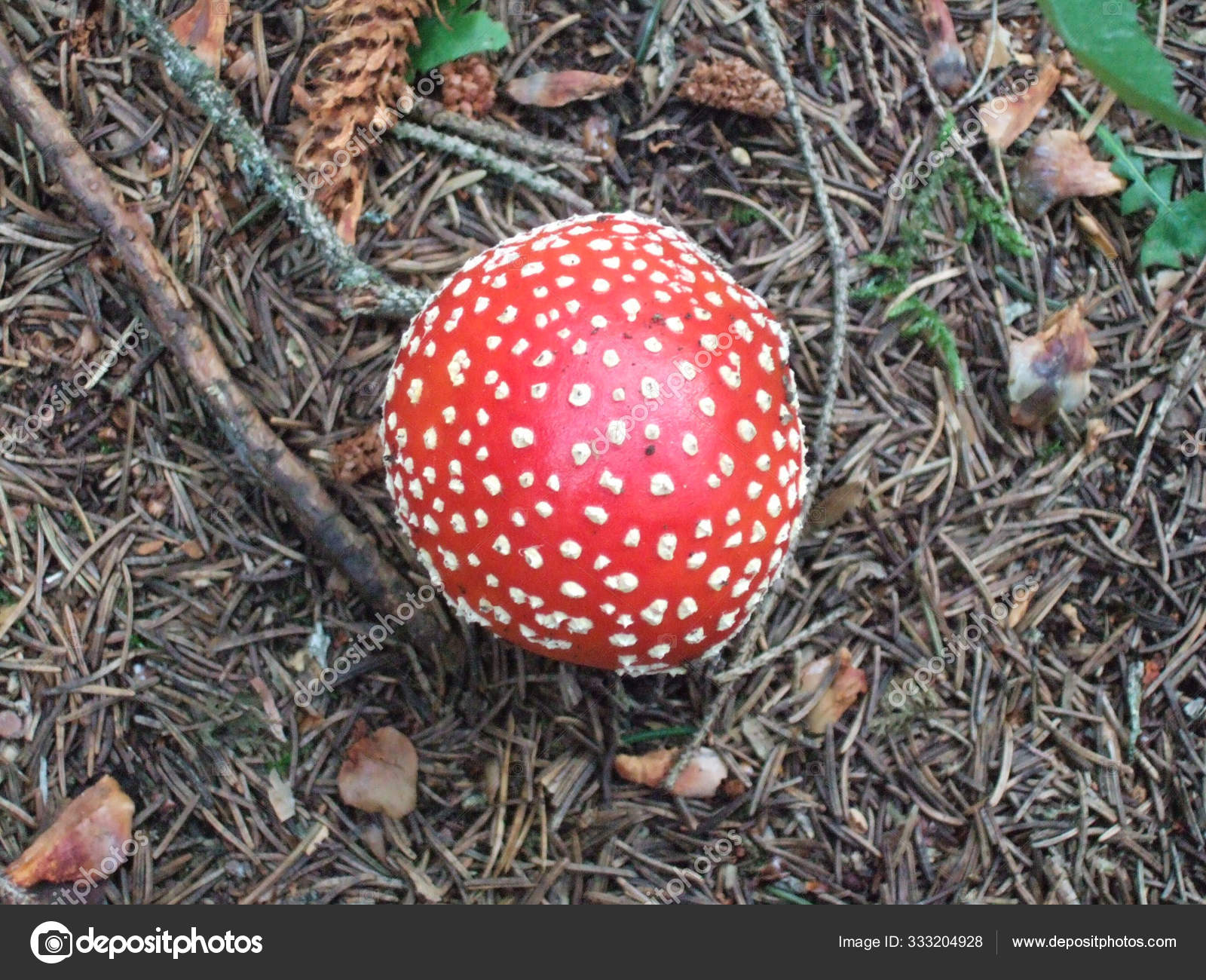 Red Toadstool Belongs Group Poisonous Fungi — Stock Photo ...