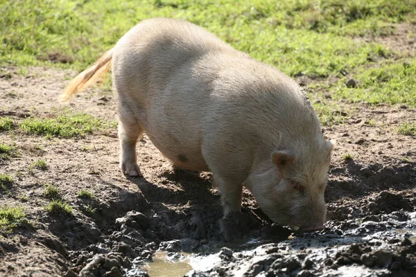 Pig poopoo in the sink images libres de droit, photos de Pig poopoo in ...