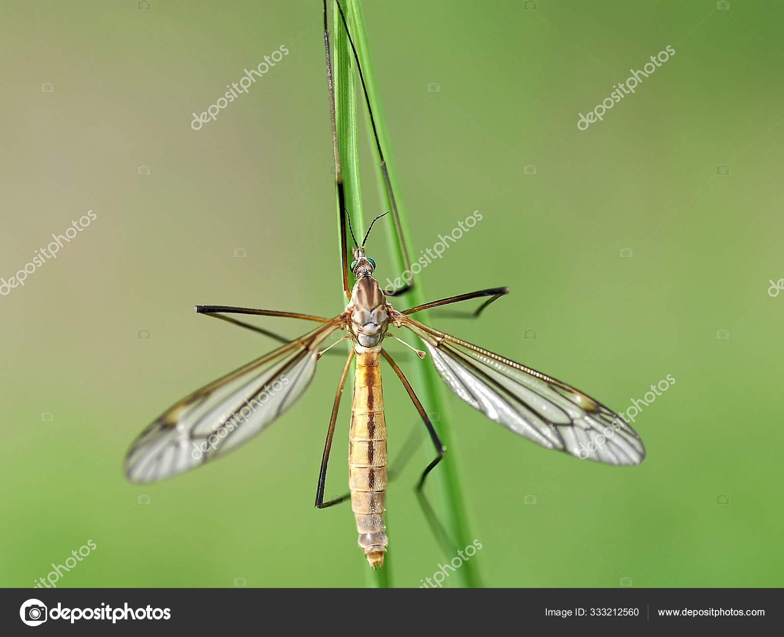 Tipula Paludosa Nthe Front Legs Cut Unfortunately Were Just Too Stock ...
