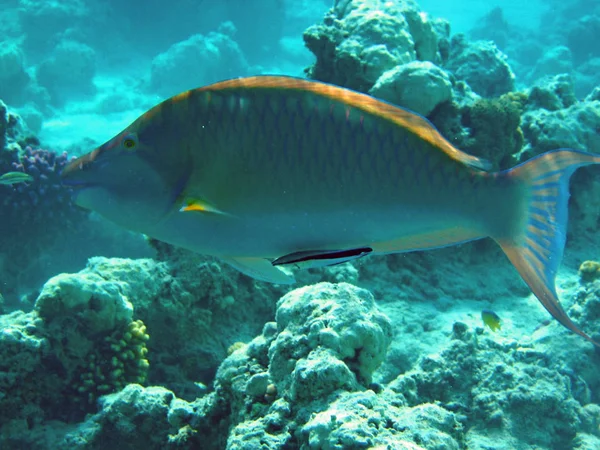 Cleaner fish Stock Photos, Royalty Free Cleaner fish Images | Depositphotos