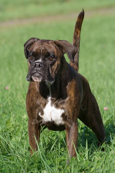 ᐈ Brindle boxers stock photos, Royalty Free brindle boxer images ...