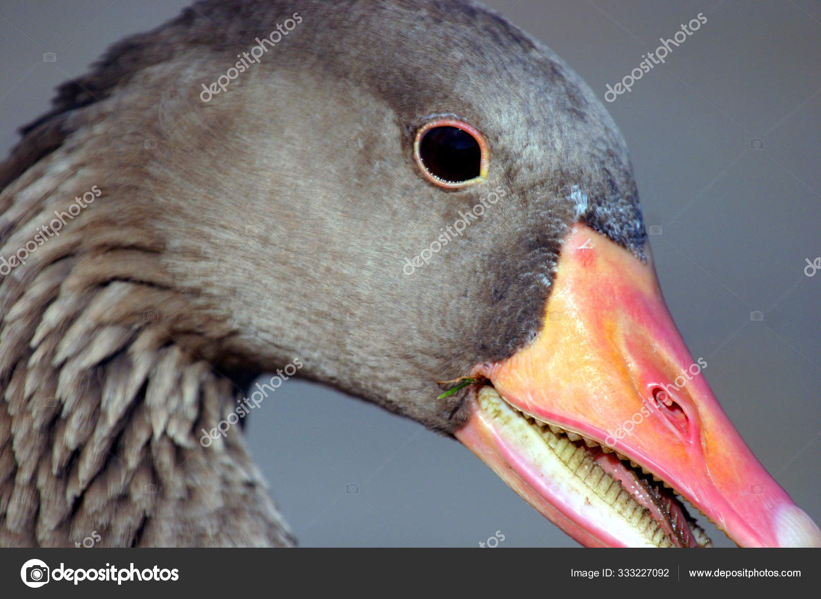 Canadian Geese Teeth
