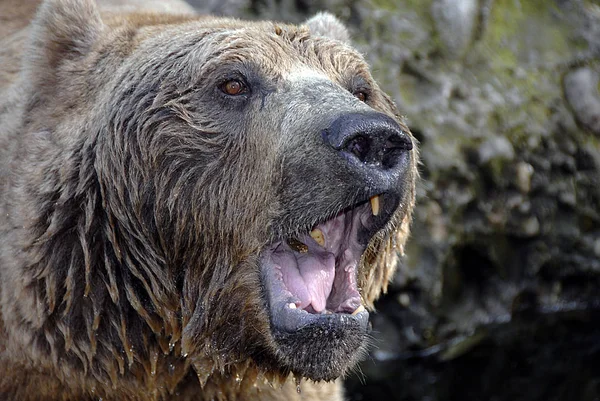 Huh Stock Photos, Royalty Free Huh Images | Depositphotos