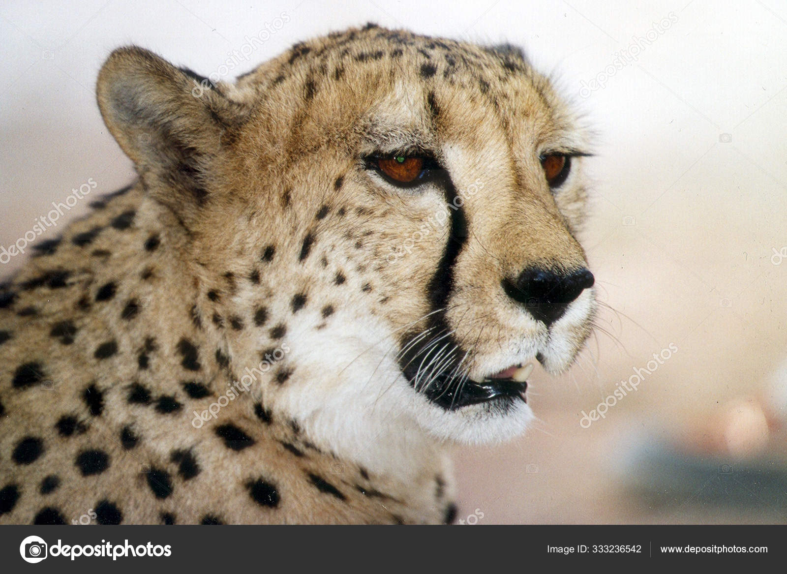 Feline Predator Wild Cheetah Mammal Animal — Stock Photo ...
