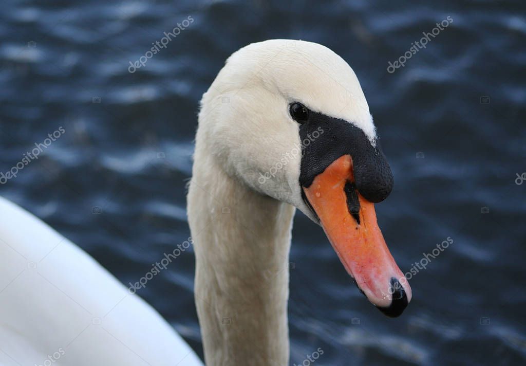 el cisne mudo tiene unos 150 centímetros de largo y puede pesar hasta ...