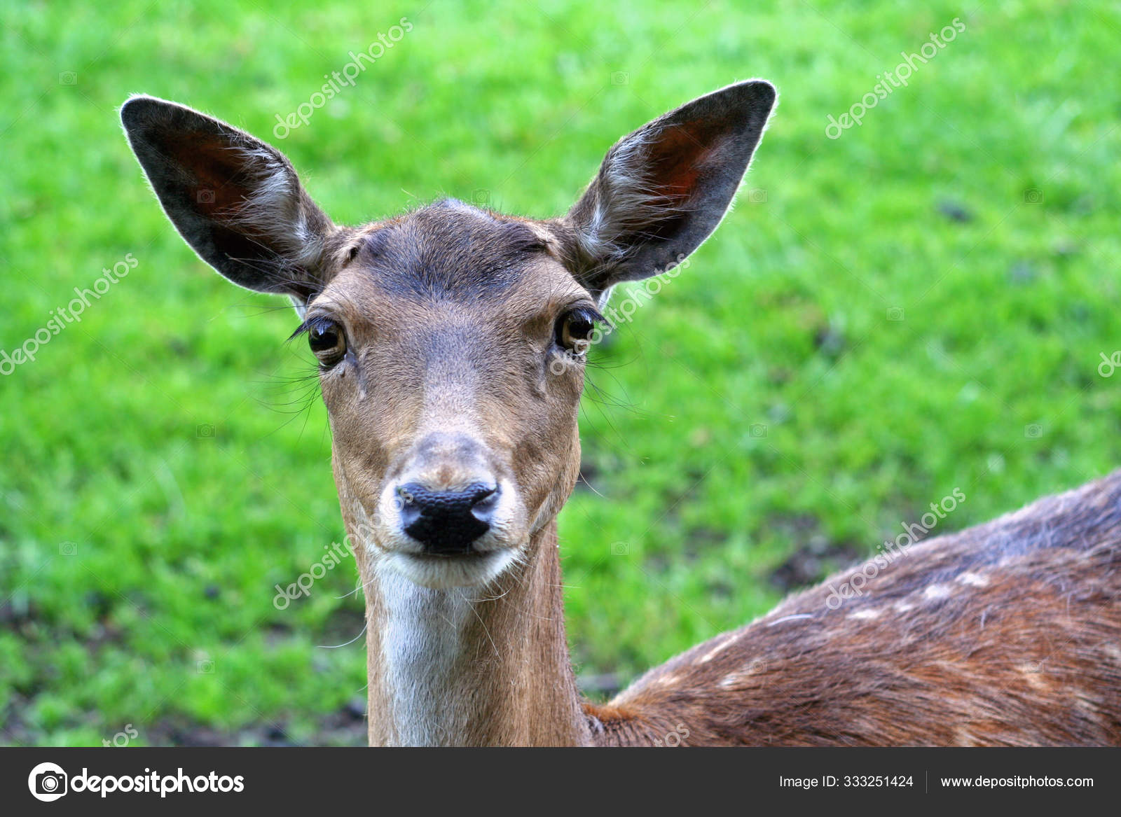 Fallow Deer Animal Wildlife Stock Photo by ©PantherMediaSeller 333251424