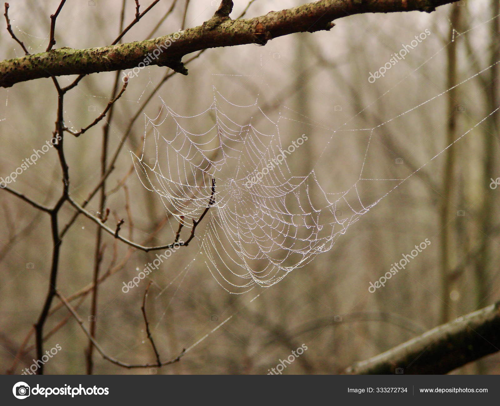 Spider Web Trap Insects Stock Photo by ©PantherMediaSeller 333272734