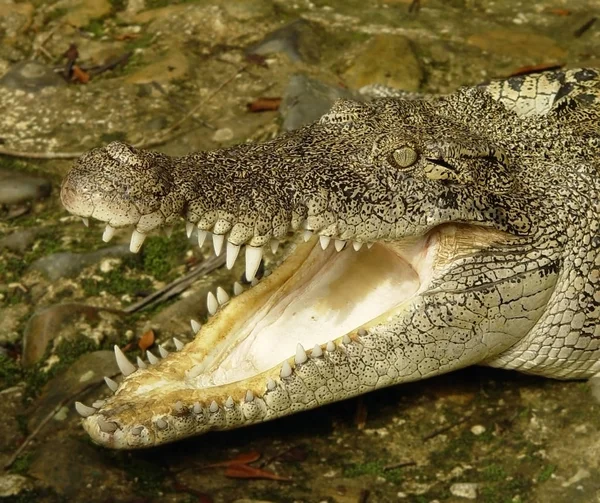crocodile dangerous reptile animal - Stock Image - Everypixel