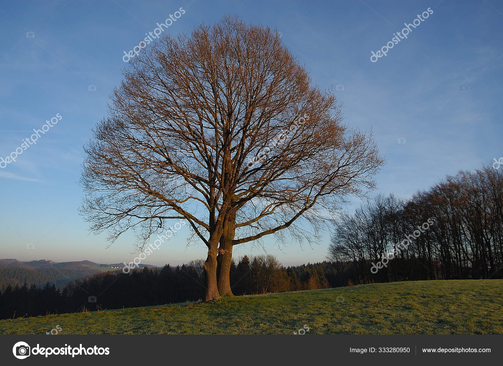 Tree Early Morning — Stock Photo © PantherMediaSeller #333280950