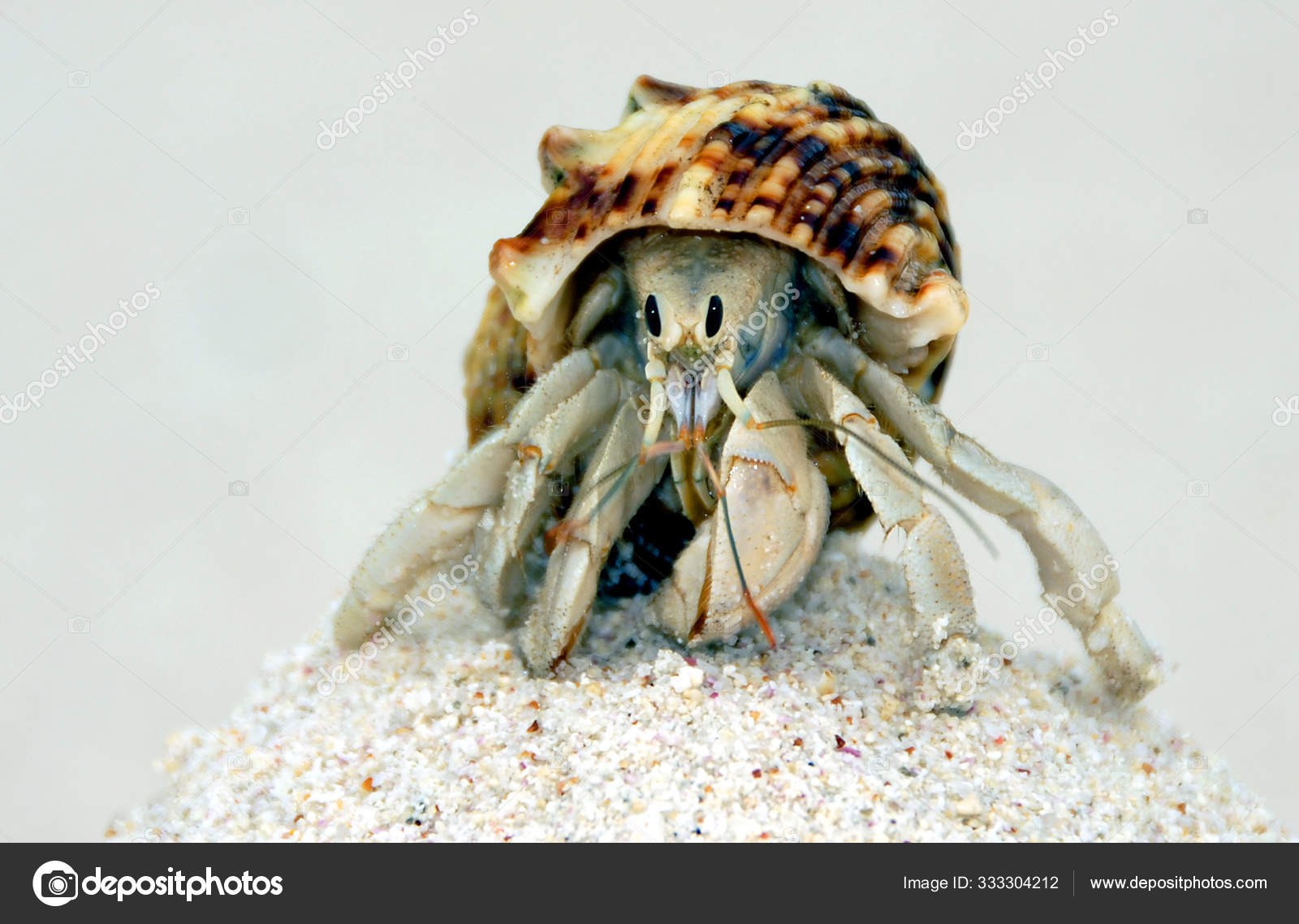 Empty Hermit Crab Shell