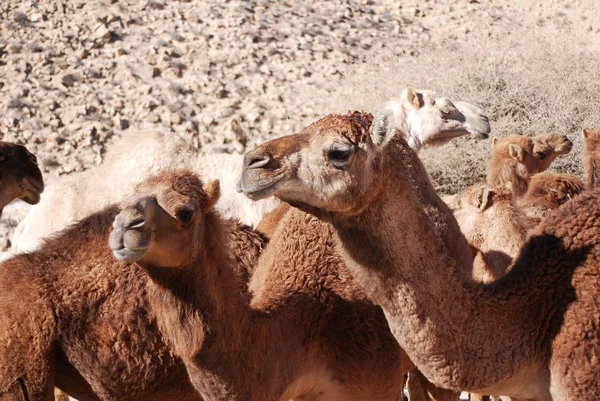 Bactrian camel pyramids Stock Photos, Royalty Free Bactrian camel pyramids Images | Depositphotos