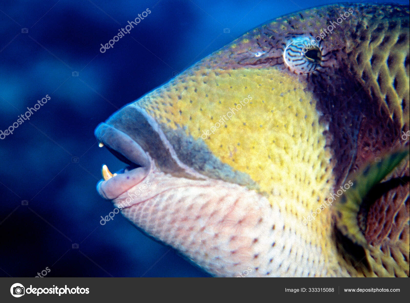 Triggerfish Teeth