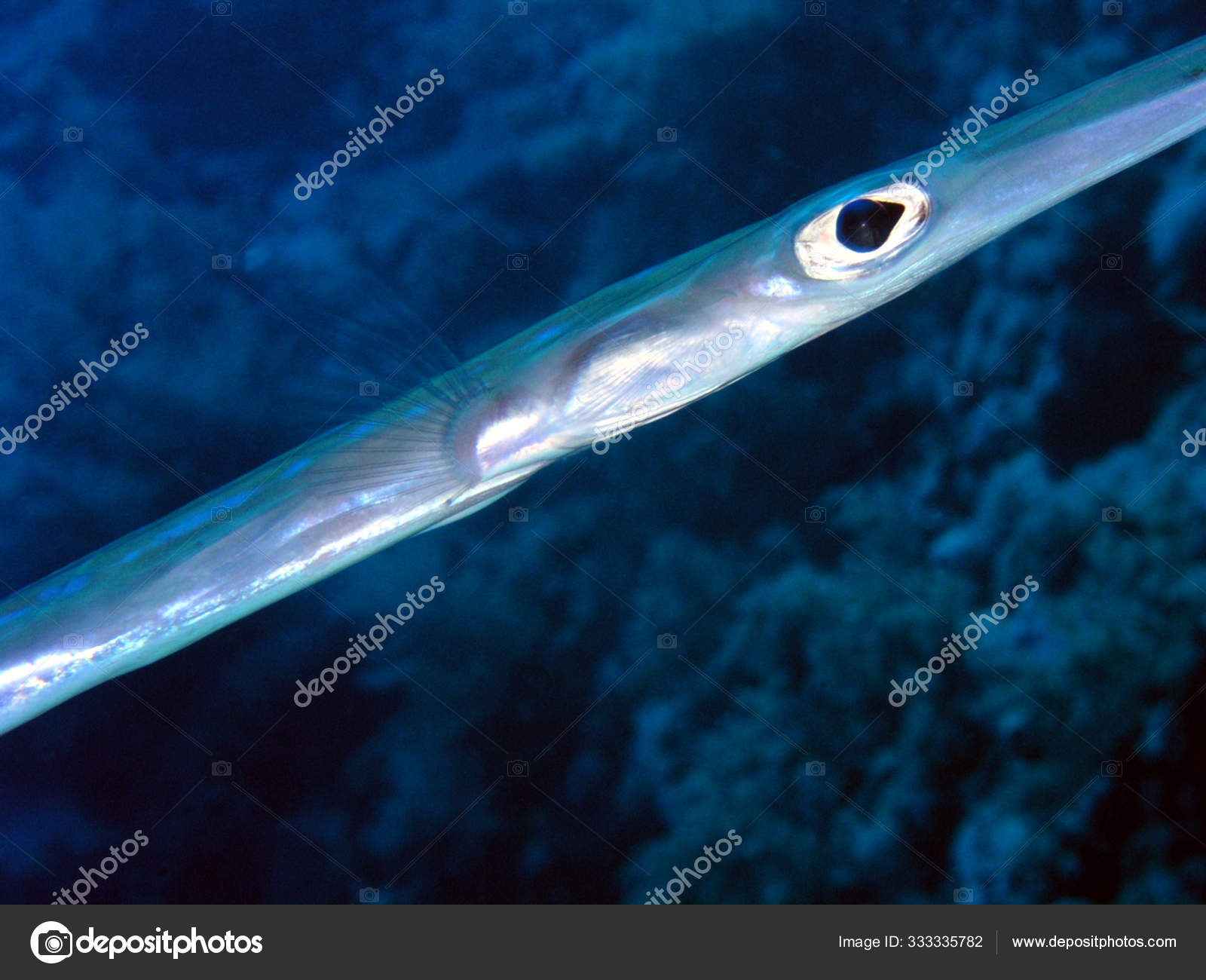 Flute Fish