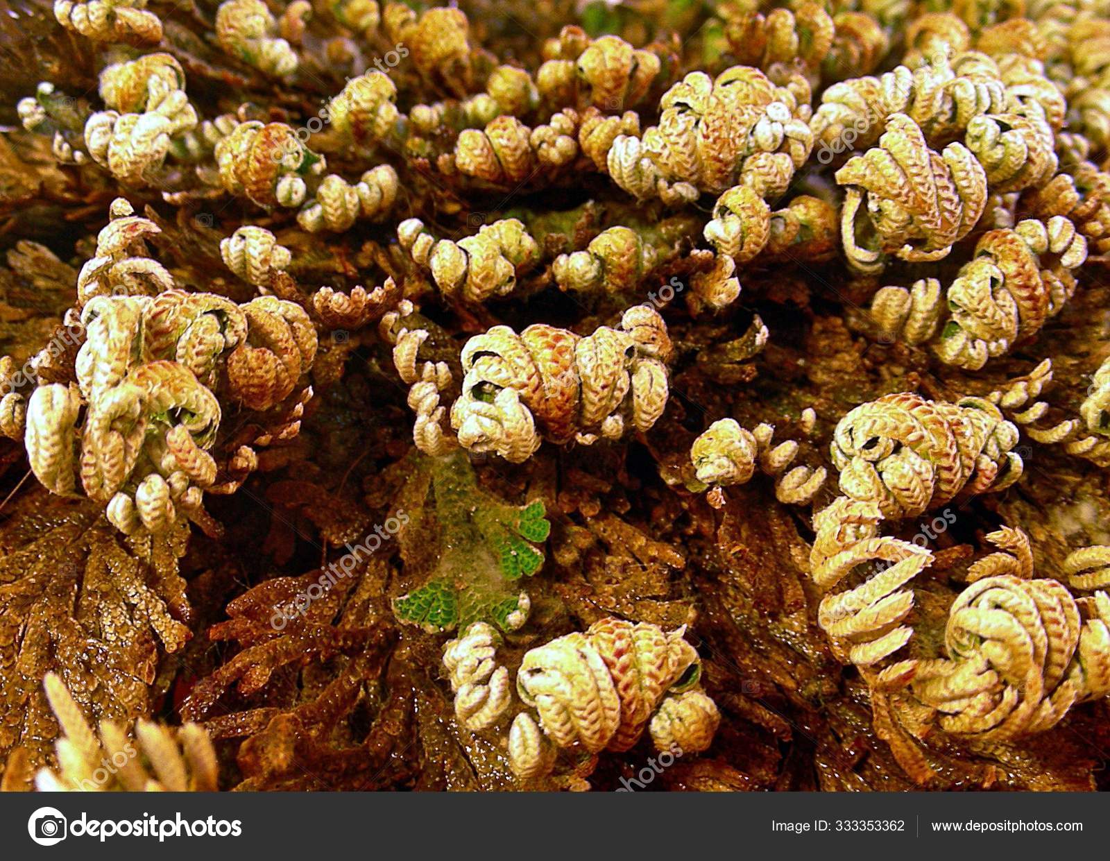 False Rose Jericho Selaginella Lepidophylla Family Clubmosses ...
