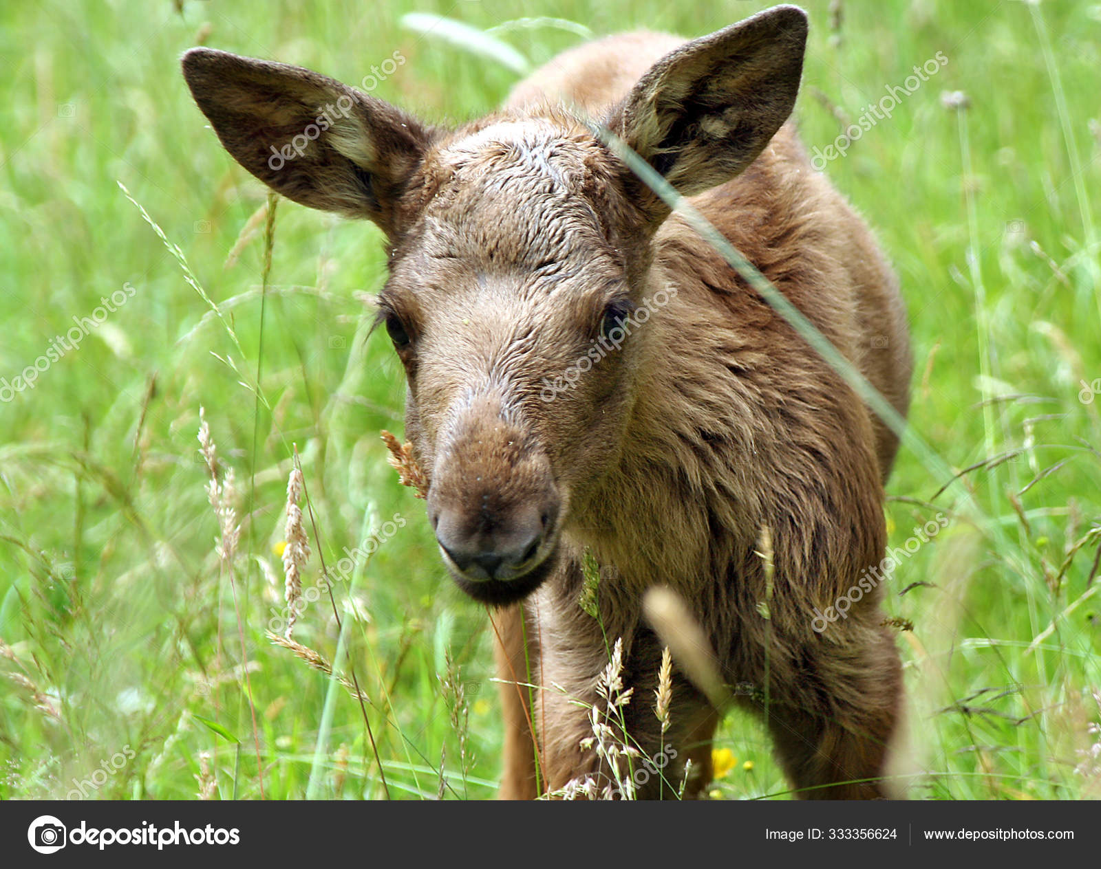 Little Elk Calf Explored Curious World — Stock Photo ...