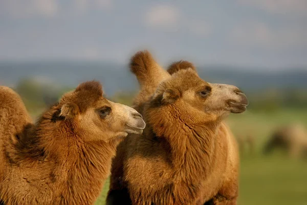 Camel collection Stock Photos, Royalty Free Camel collection Images ...