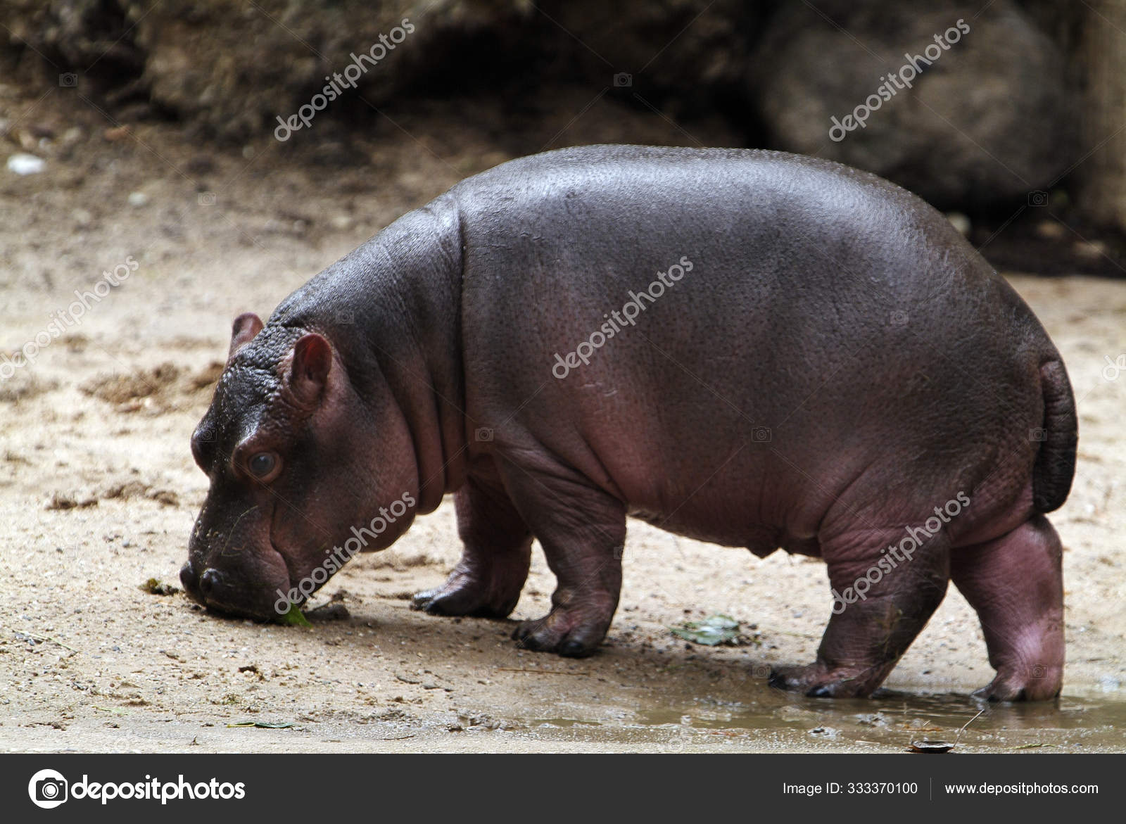 Young Animals Selective Focus — Stock Photo © PantherMediaSeller #333370100