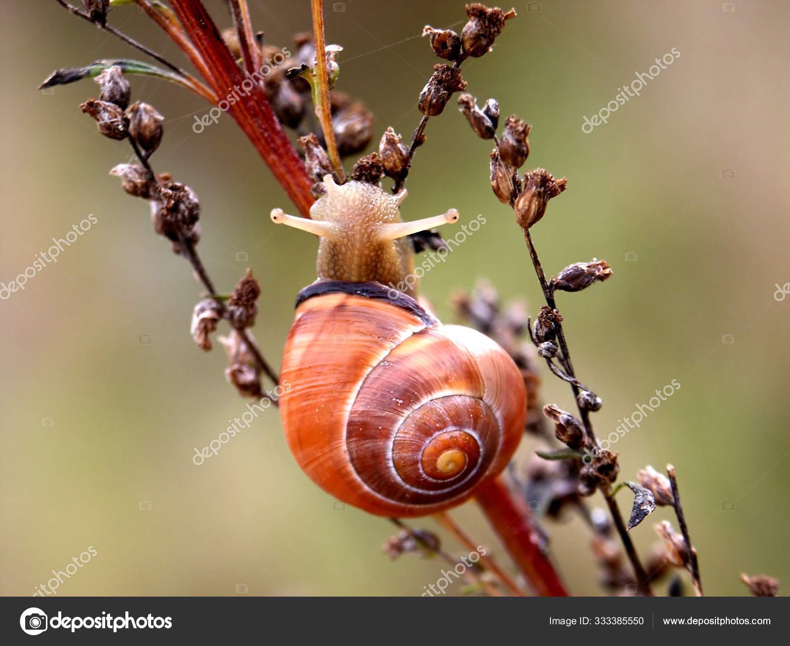 Helix Snail Mollusk Shell Animal Stock Photo by ©PantherMediaSeller ...