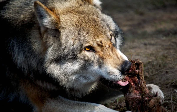 Lobo comiendo Stock Photos, Royalty Free Lobo comiendo Images ...