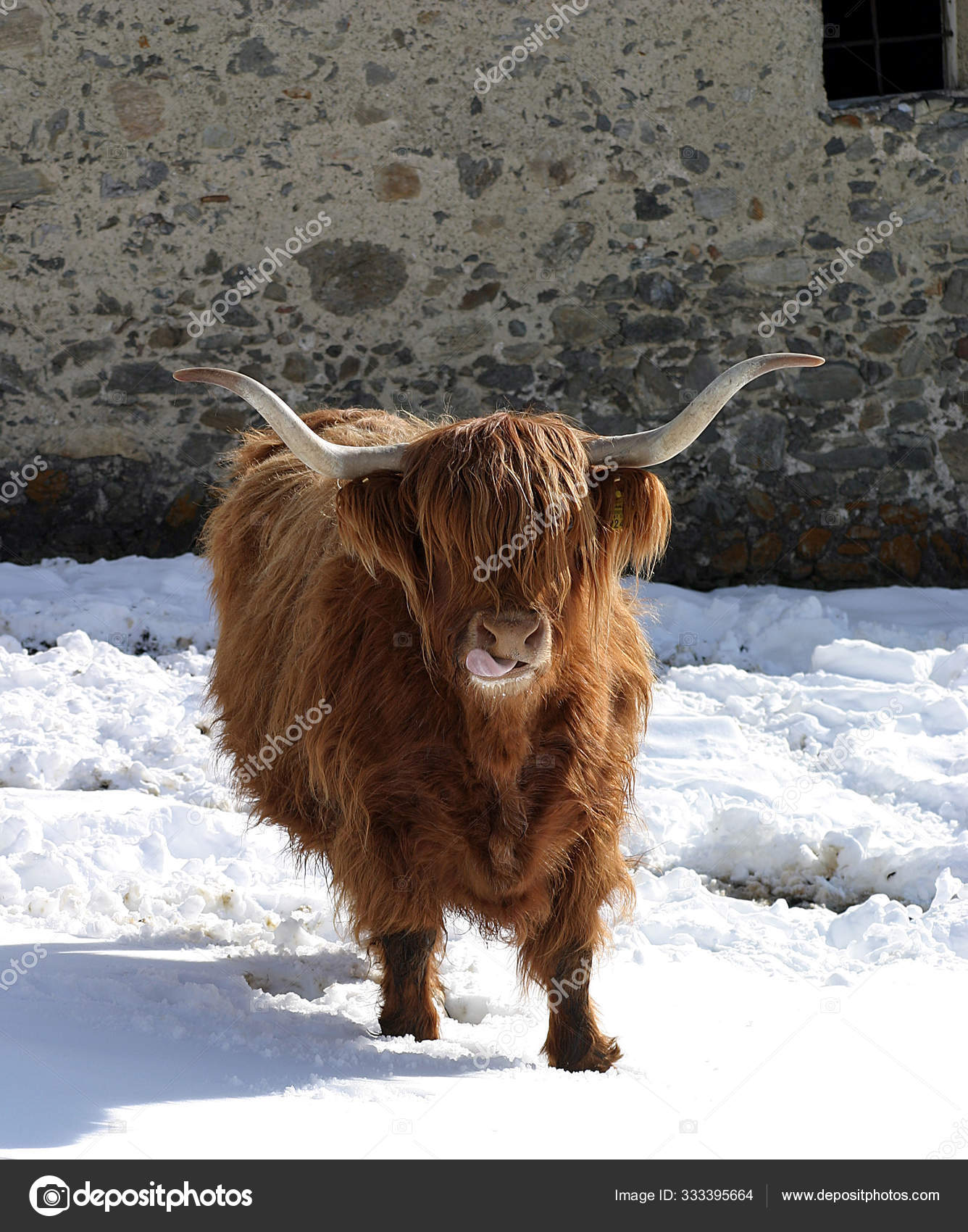 Highland Cattle Animals Wildlife — Stock Photo © PantherMediaSeller ...