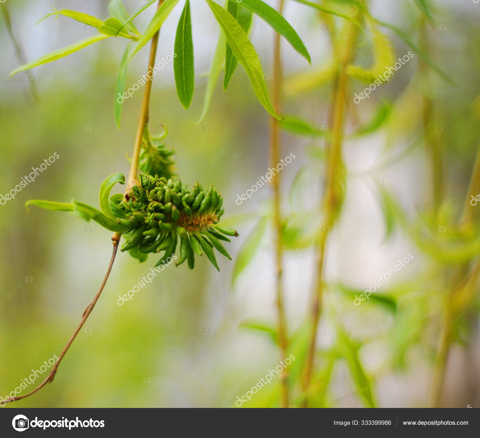 Weeping Willow Fruit