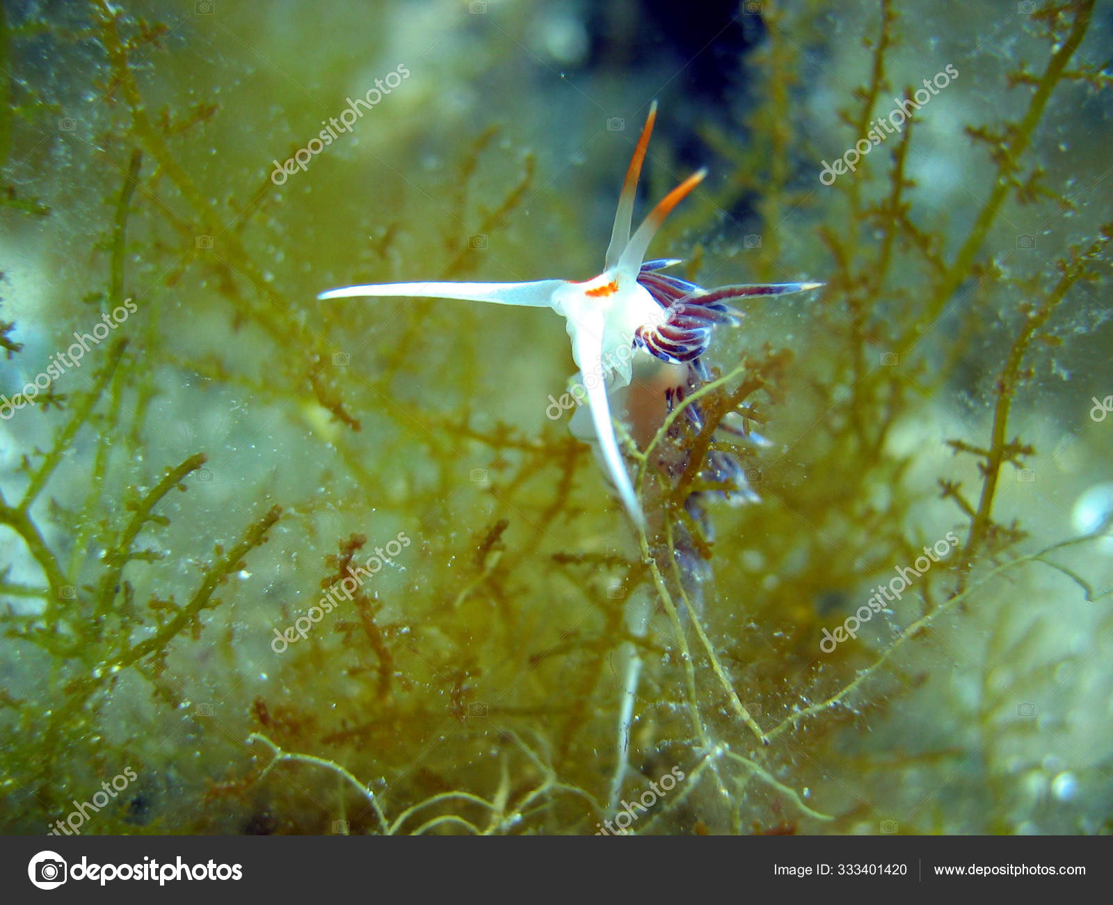 Snail Shell Mollusk Shells — Stock Photo © PantherMediaSeller #333401420
