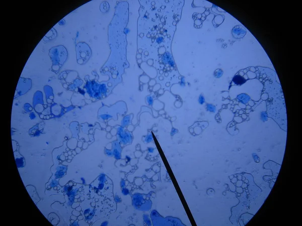 Simple staining microbiology Stock Photos, Royalty Free Simple staining ...