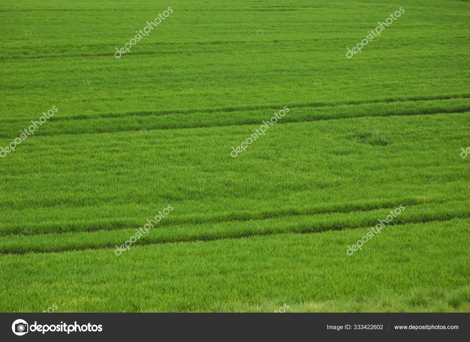 Meadow Open Habitat Field Vegetated Grass Herbs Other Non Woody Stock ...