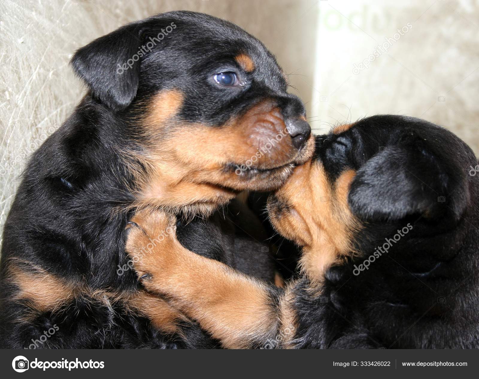 Newborn Rottweiler Puppies