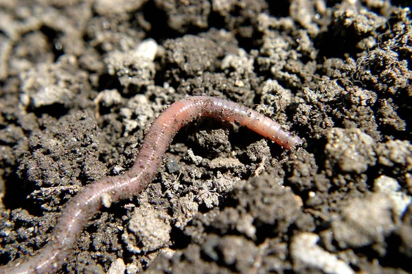 California worm Stock Photos, Royalty Free California worm Images ...