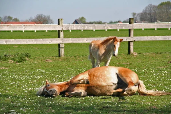 Horse mating Stock Photos, Royalty Free Horse mating Images | Depositphotos