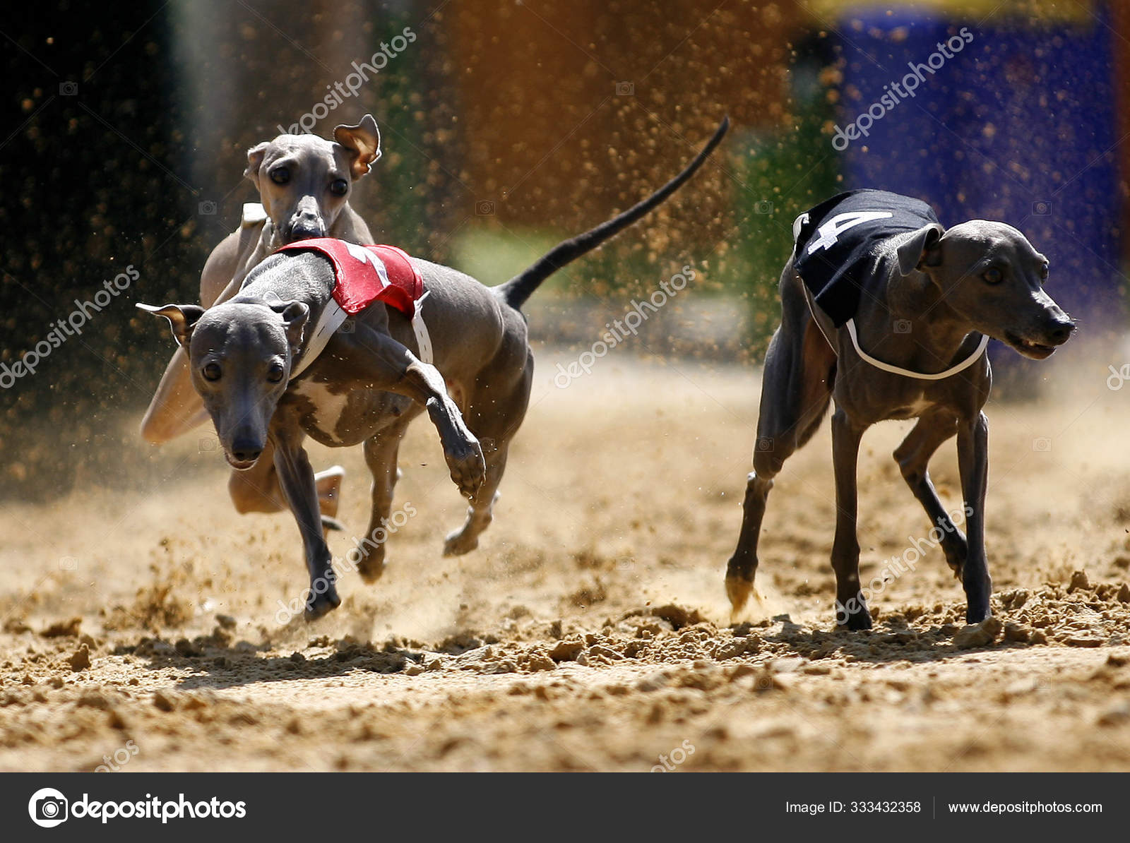 Italian Greyhounds Racing
