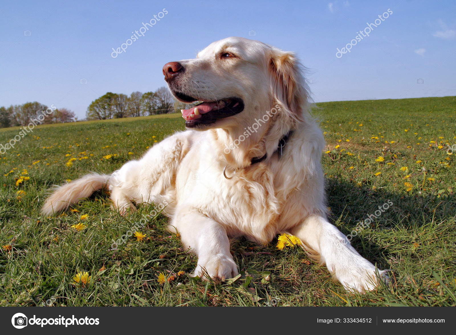 Golden Retriever One Medium Breeds Its Body Balanced Wherein Ratio ...