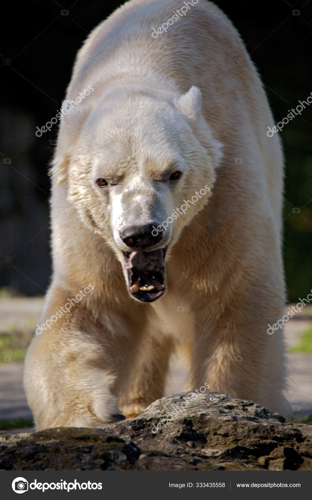 Angry Polar Bear Drawing