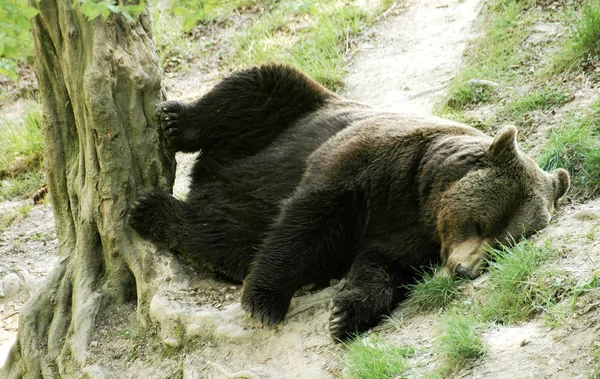 Oso durmiendo fotos de stock, imágenes de Oso durmiendo sin royalties | Depositphotos