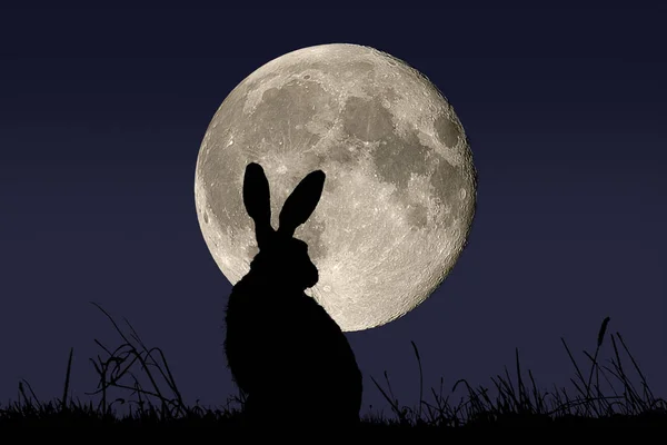Full moon rabbit Stock Photos, Royalty Free Full moon rabbit Images ...